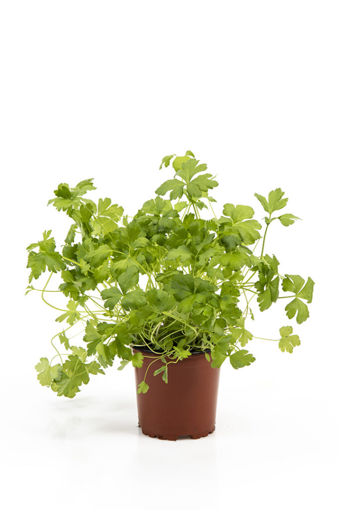 Bredbladet persille - Økologihaven