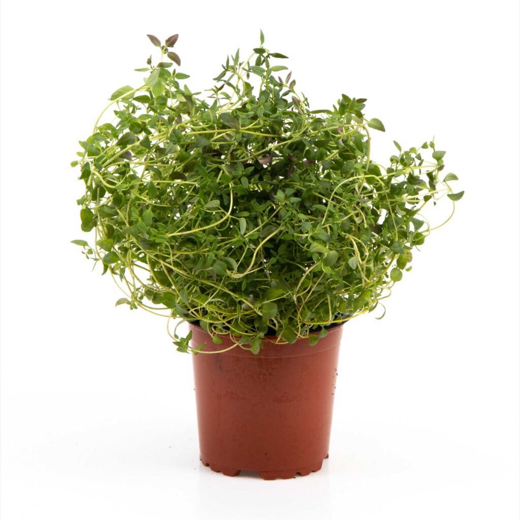 Timian - Økologihaven